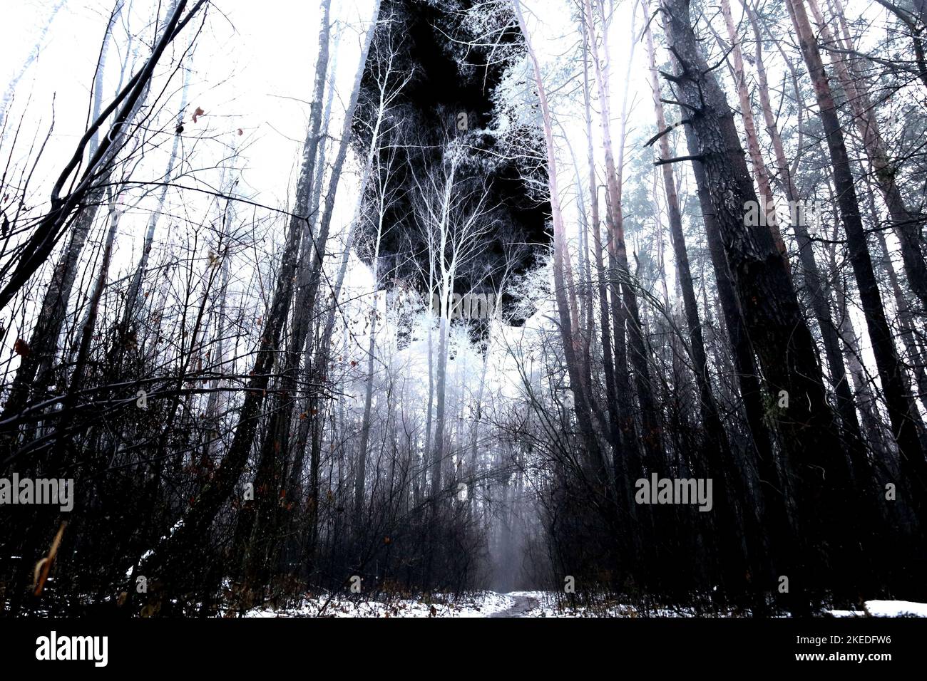 Black metal forest, first snow in a dark spooky forest, dark horror ...