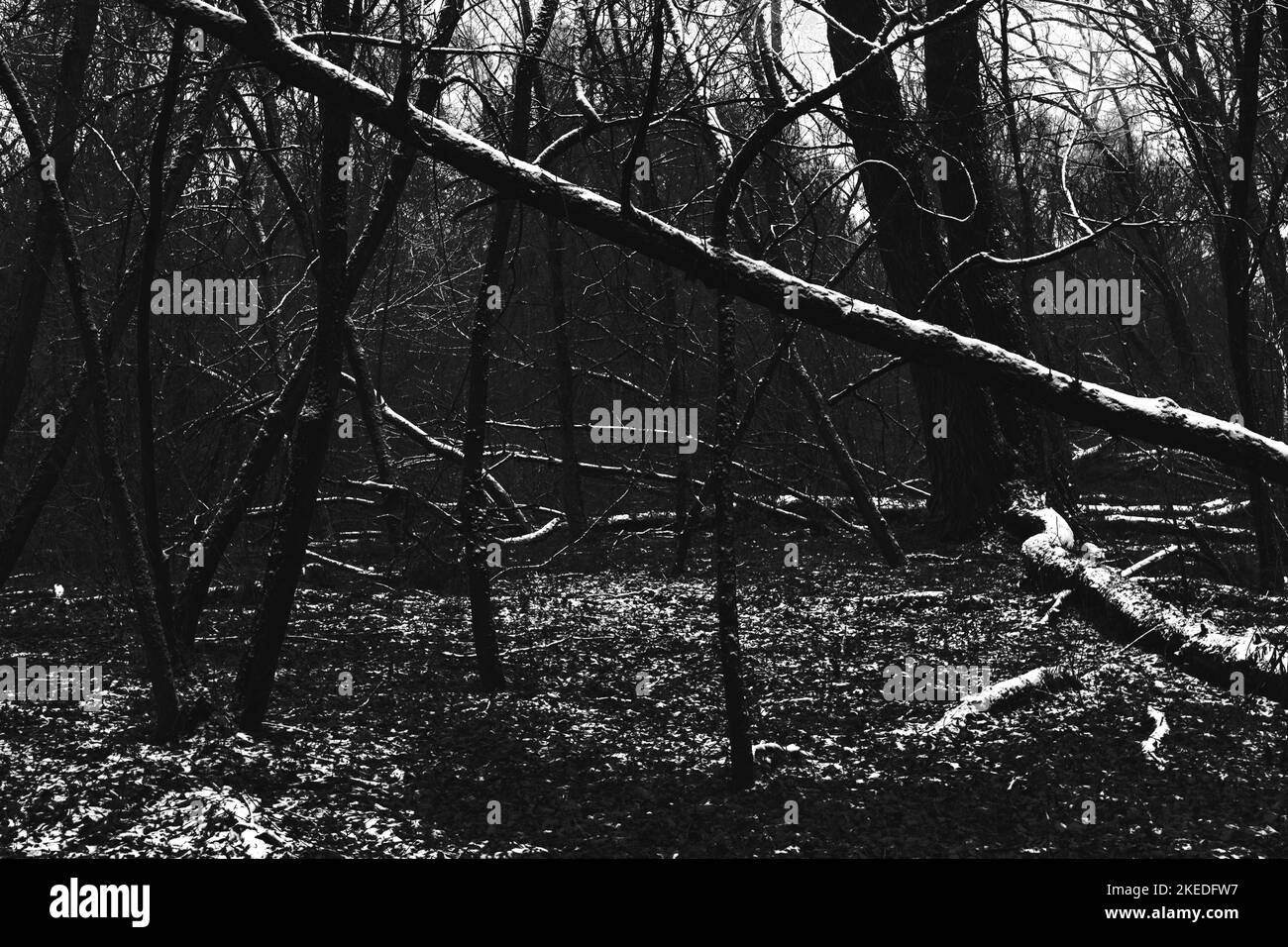Black metal forest, first snow in a dark spooky forest, dark horror ...