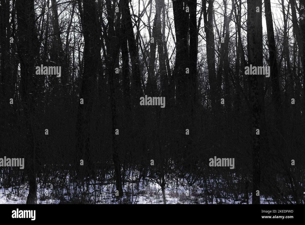 Black metal forest, first snow in a dark spooky forest, dark horror ...