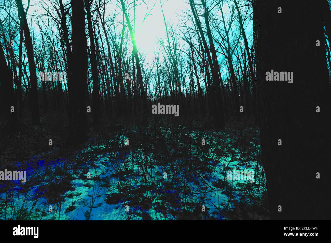 Black metal forest, first snow in a dark spooky forest, dark horror ...