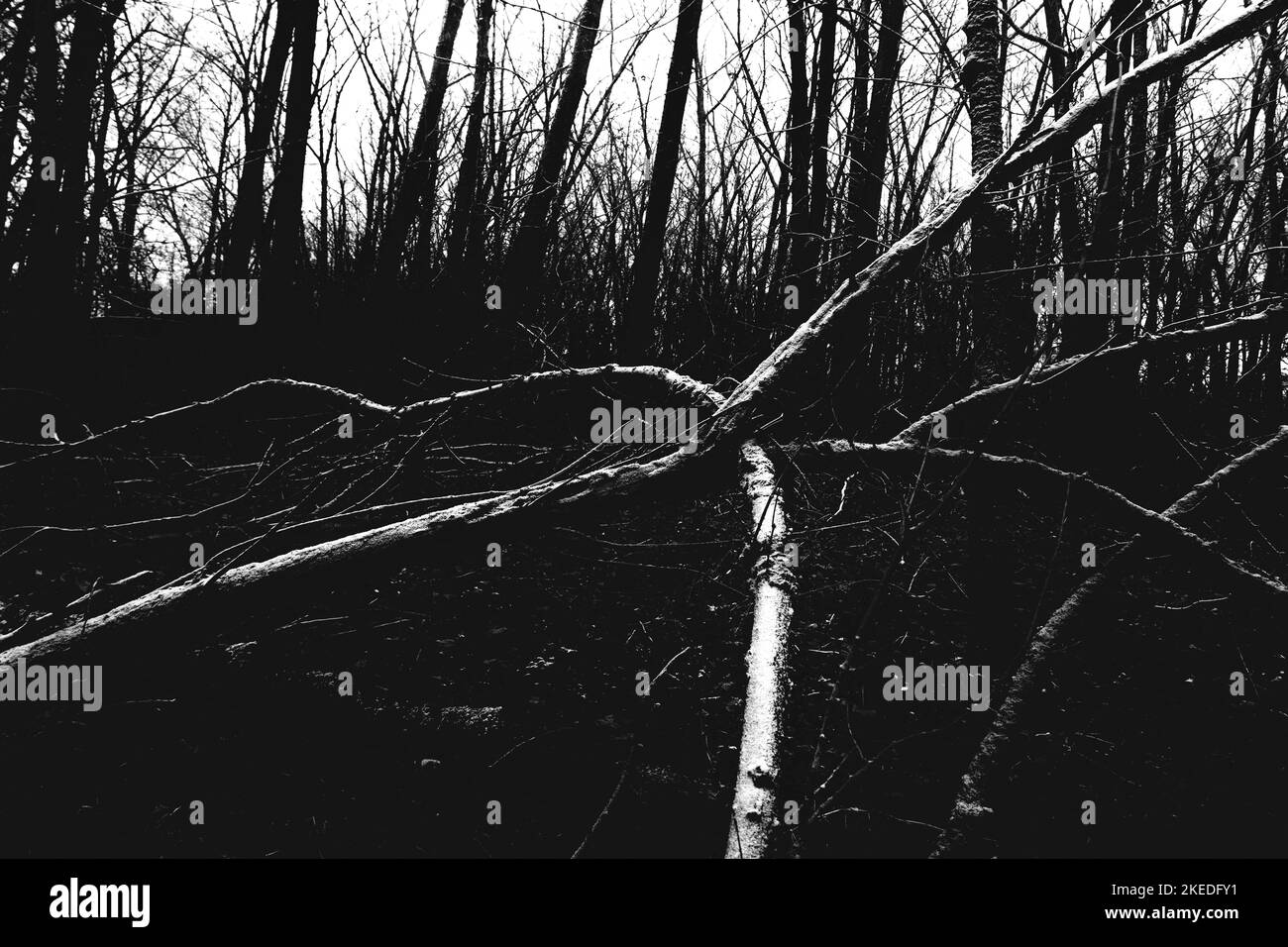 Black metal forest, first snow in a dark spooky forest, dark horror ...