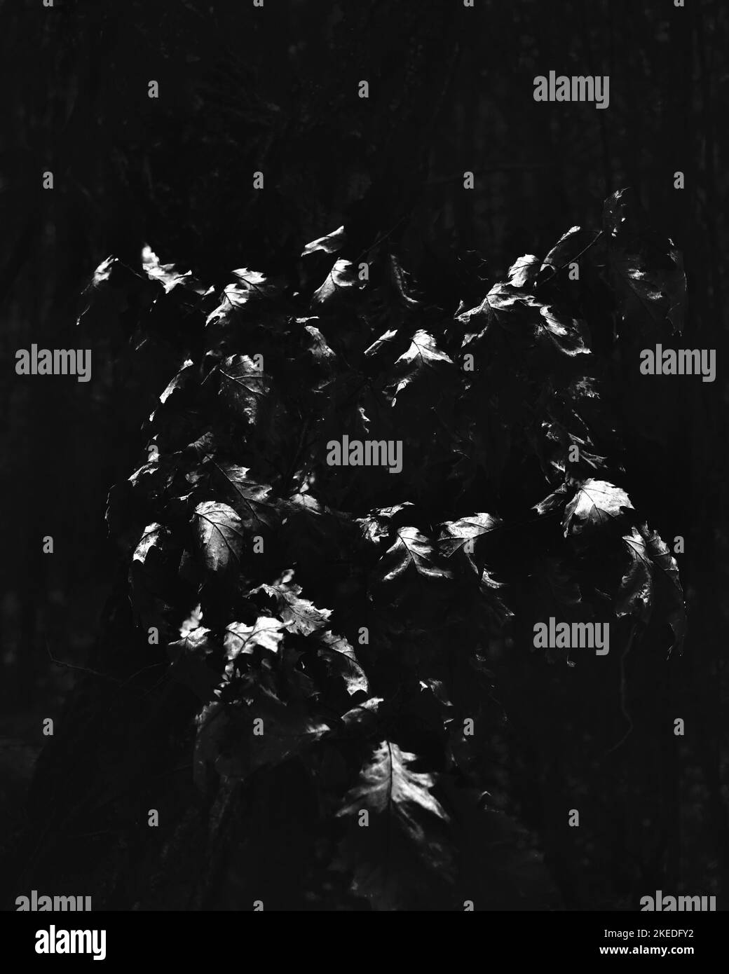 Black metal forest, foggy dark spooky forest, dark horror atmosphere ...