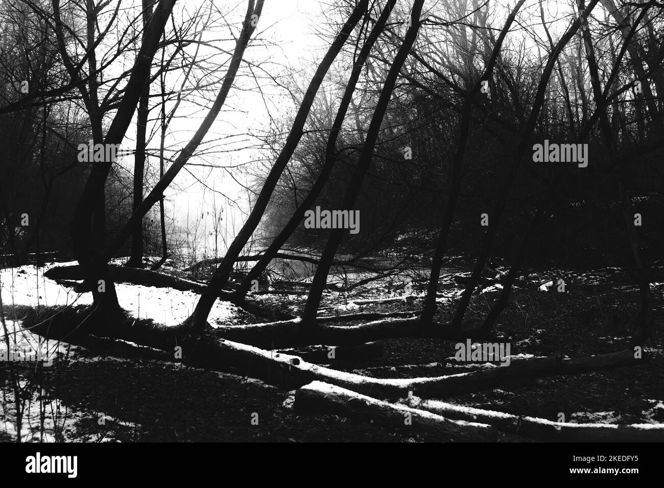 Black metal forest, first snow in a dark spooky forest, dark horror ...