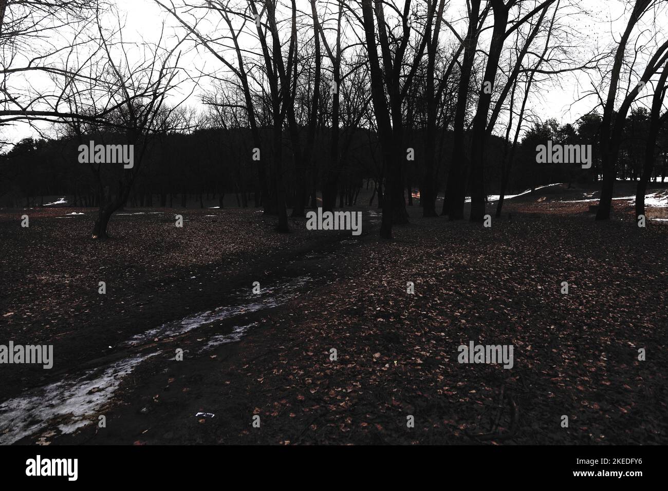 Black metal forest, first snow in a dark spooky forest, dark horror ...