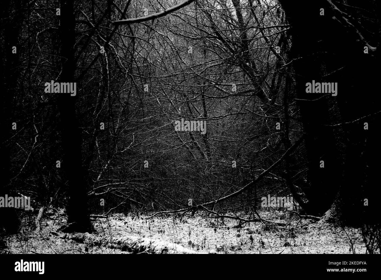 Black metal forest, first snow in a dark spooky forest, dark horror ...