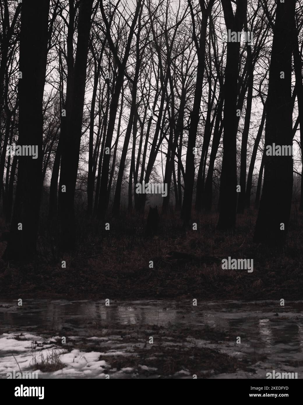 Black metal forest, foggy dark spooky forest, dark horror atmosphere ...