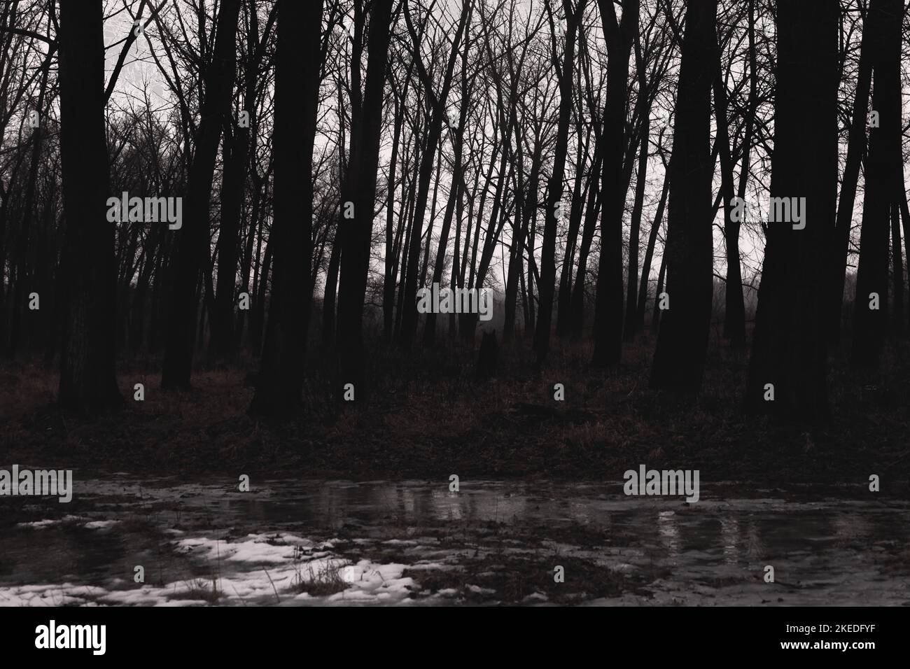 Black metal forest, first snow in a dark spooky forest, dark horror ...