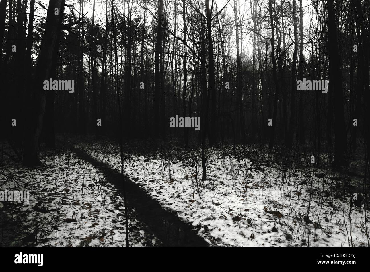 Black metal forest, first snow in a dark spooky forest, dark horror ...