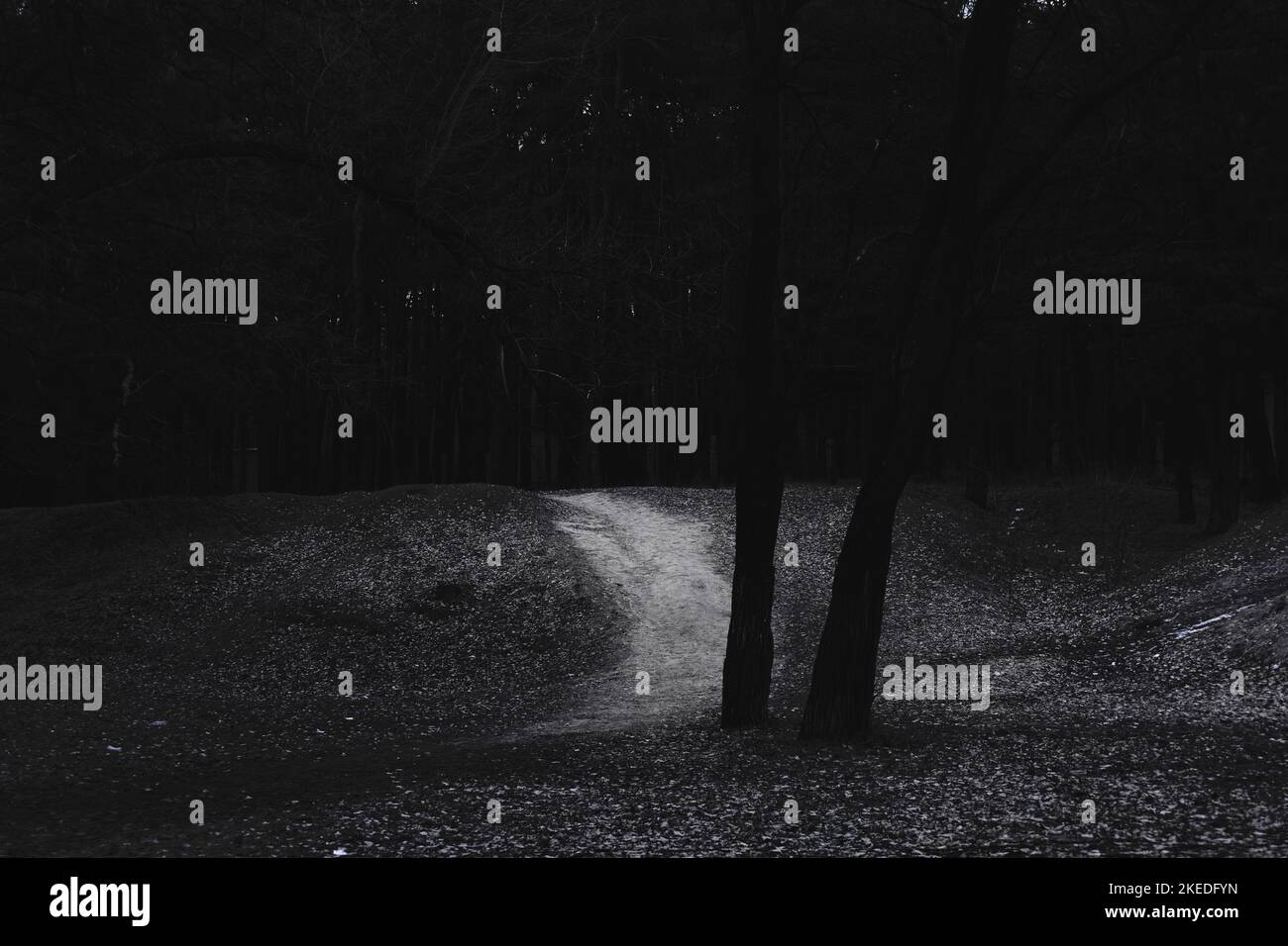 Black metal forest, foggy dark spooky forest, dark horror atmosphere ...