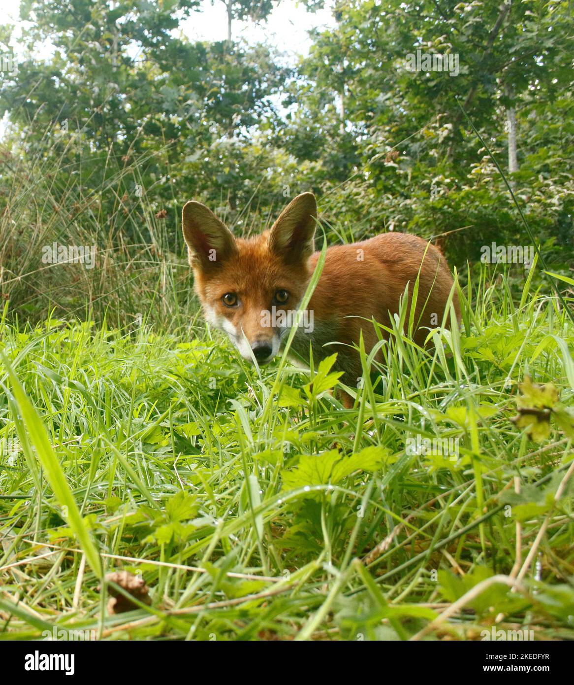 Red fox image and photo hi-res stock photography and images - Alamy