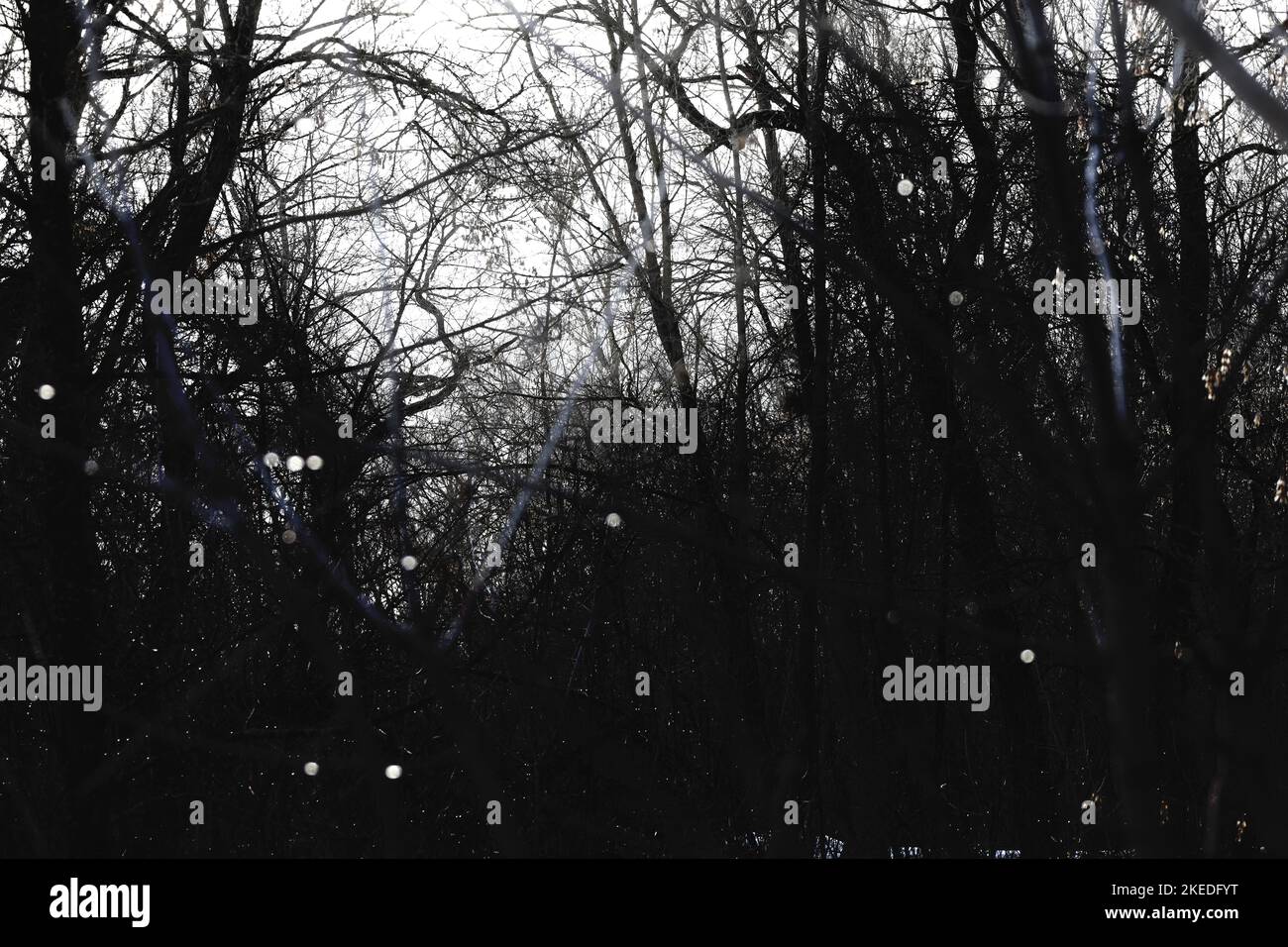 Black metal forest, first snow in a dark spooky forest, dark horror ...