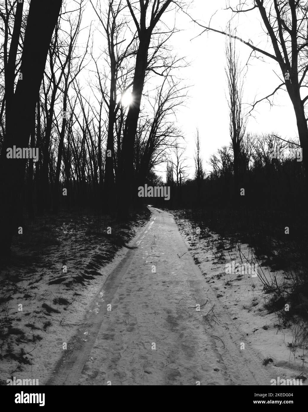 Black metal forest, first snow in a dark spooky forest, dark horror ...