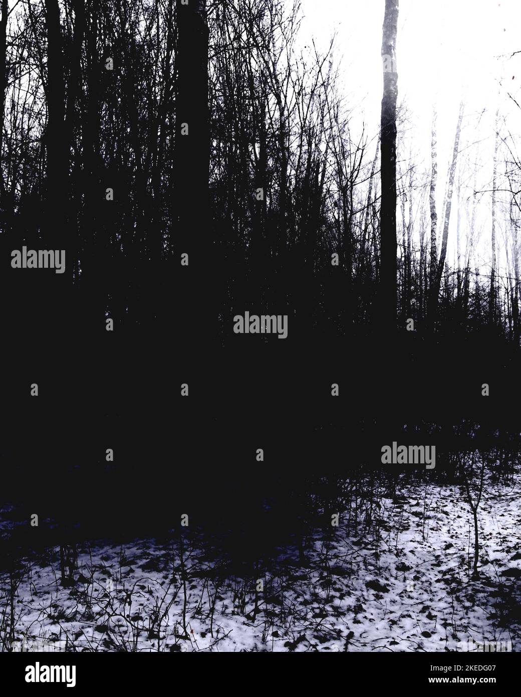 Black metal forest, first snow in a dark spooky forest, dark horror ...