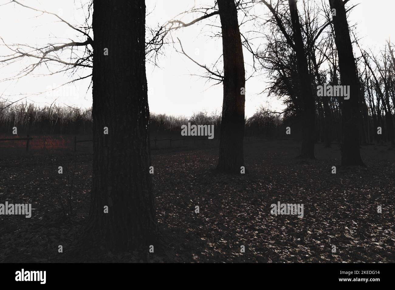 Black metal forest atmosphere, dark autumn mood Stock Photo - Alamy