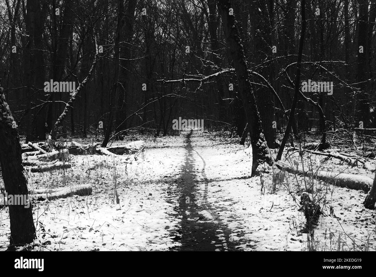 Black metal forest, first snow in a dark spooky forest, dark horror ...