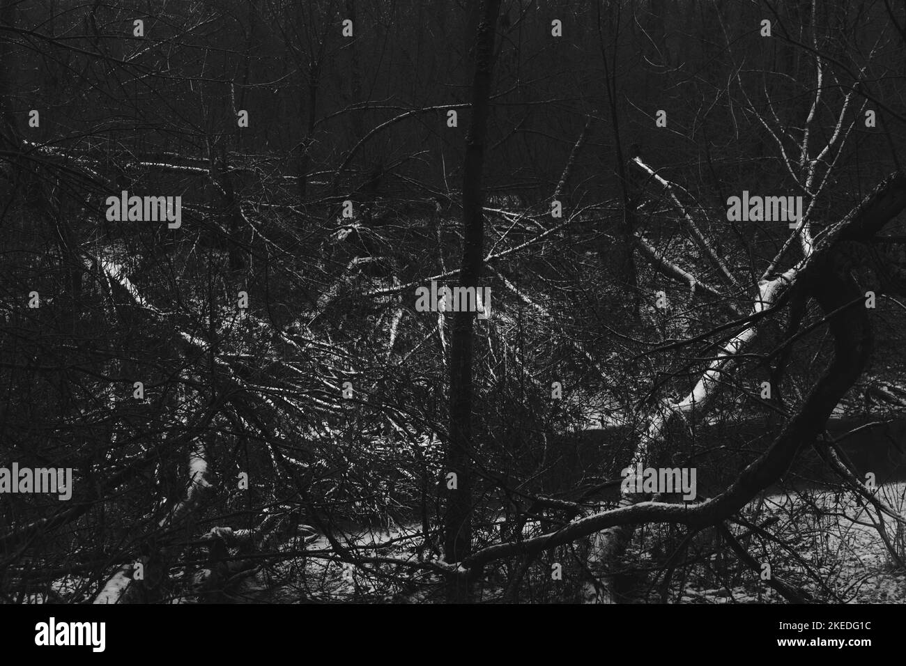 Black metal forest, first snow in a dark spooky forest, dark horror ...