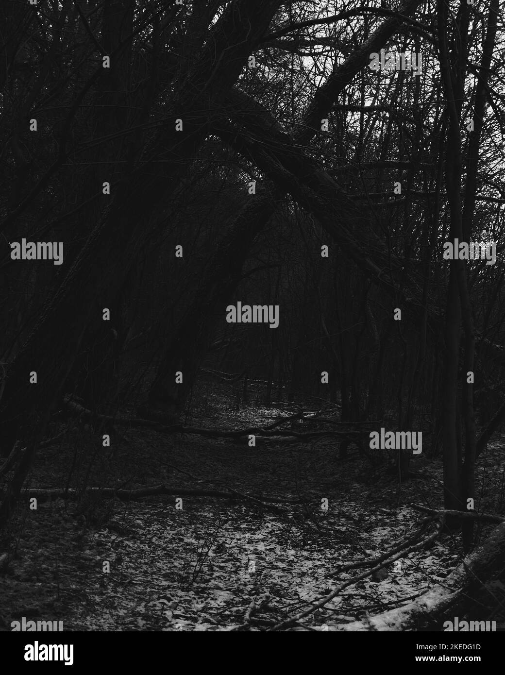 Black metal forest, first snow in a dark spooky forest, dark horror ...