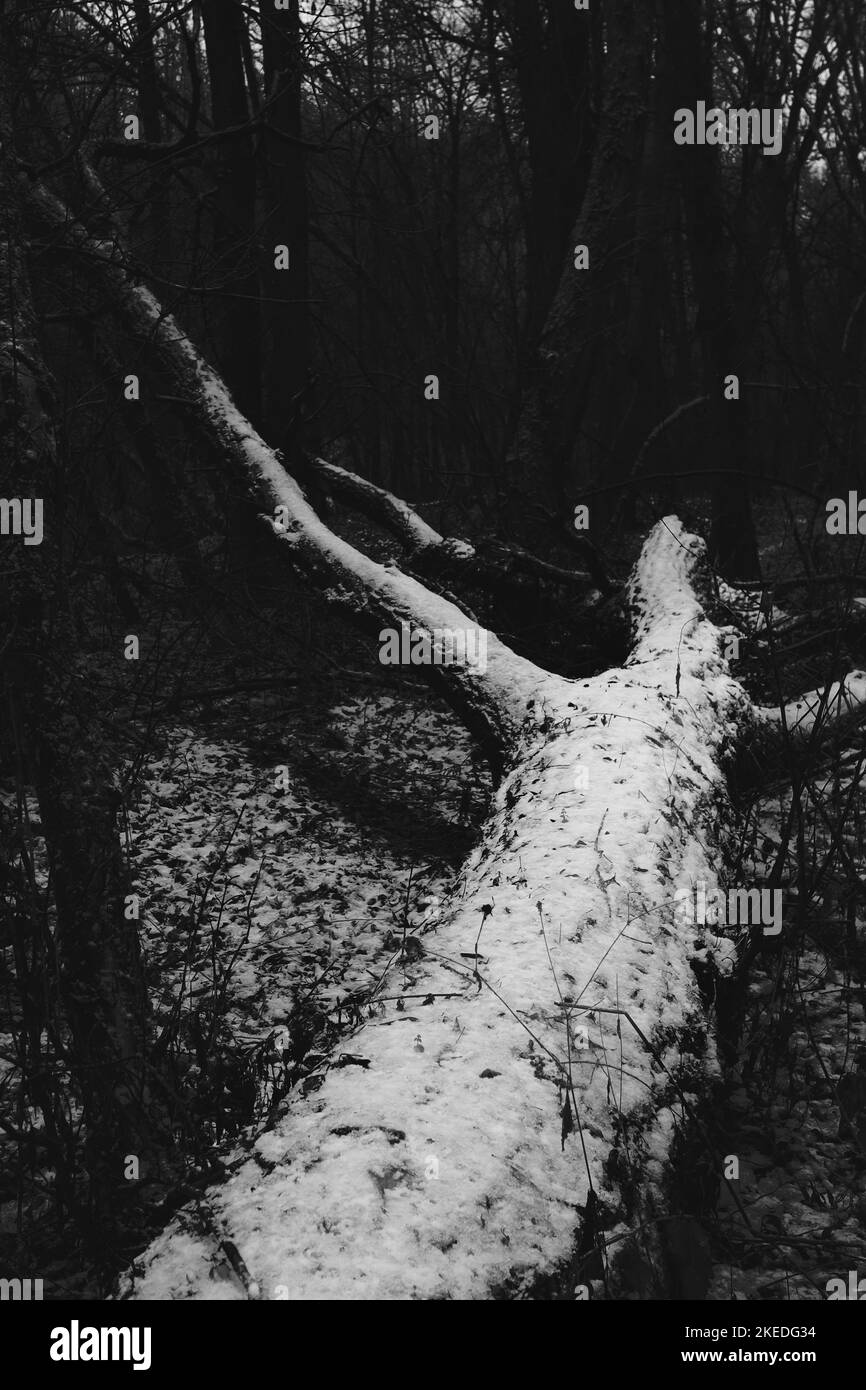 Black metal forest, first snow in a dark spooky forest, dark horror ...