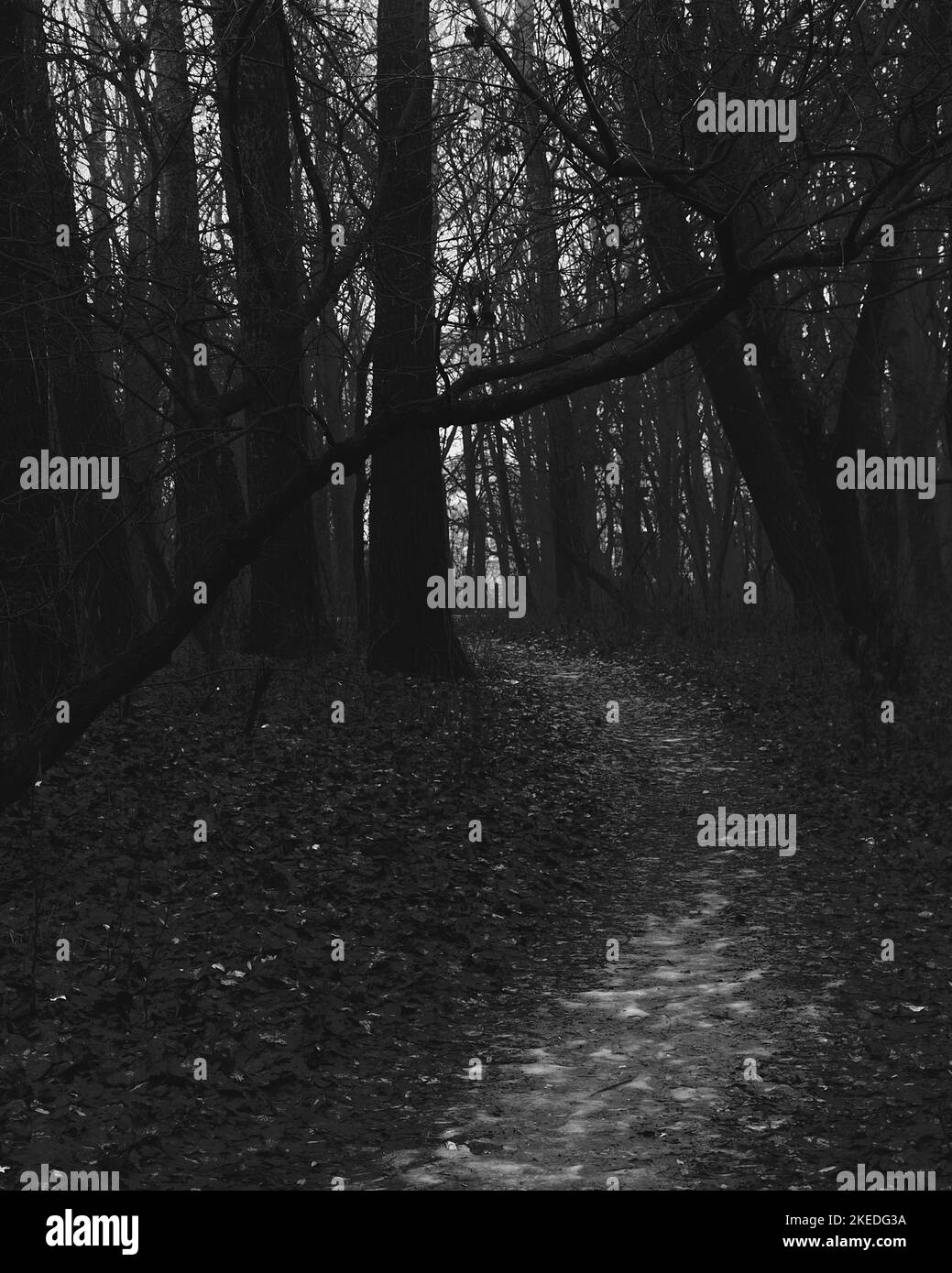 Black metal forest, first snow in a dark spooky forest, dark horror ...