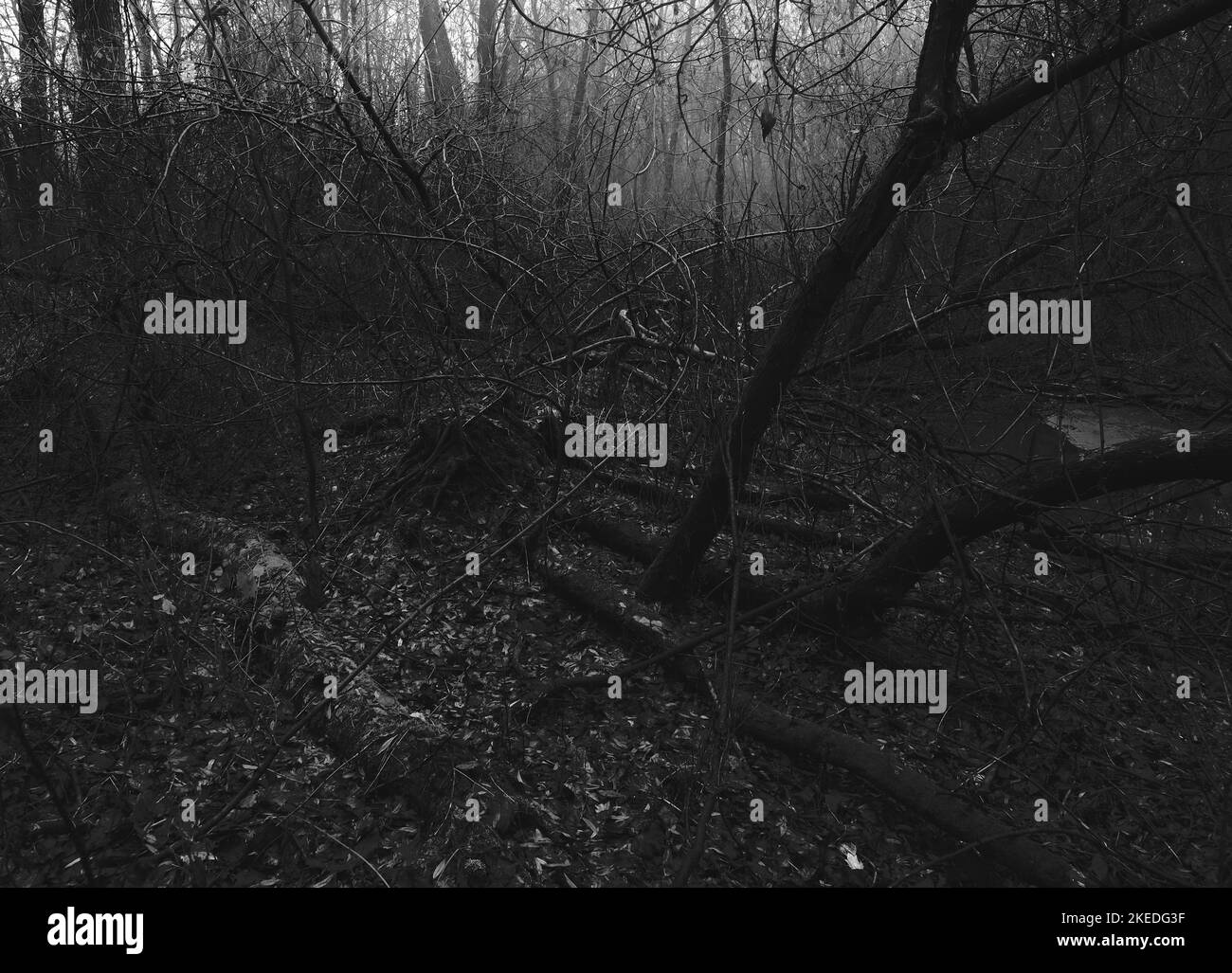 Black metal forest, foggy dark spooky forest, dark horror atmosphere ...