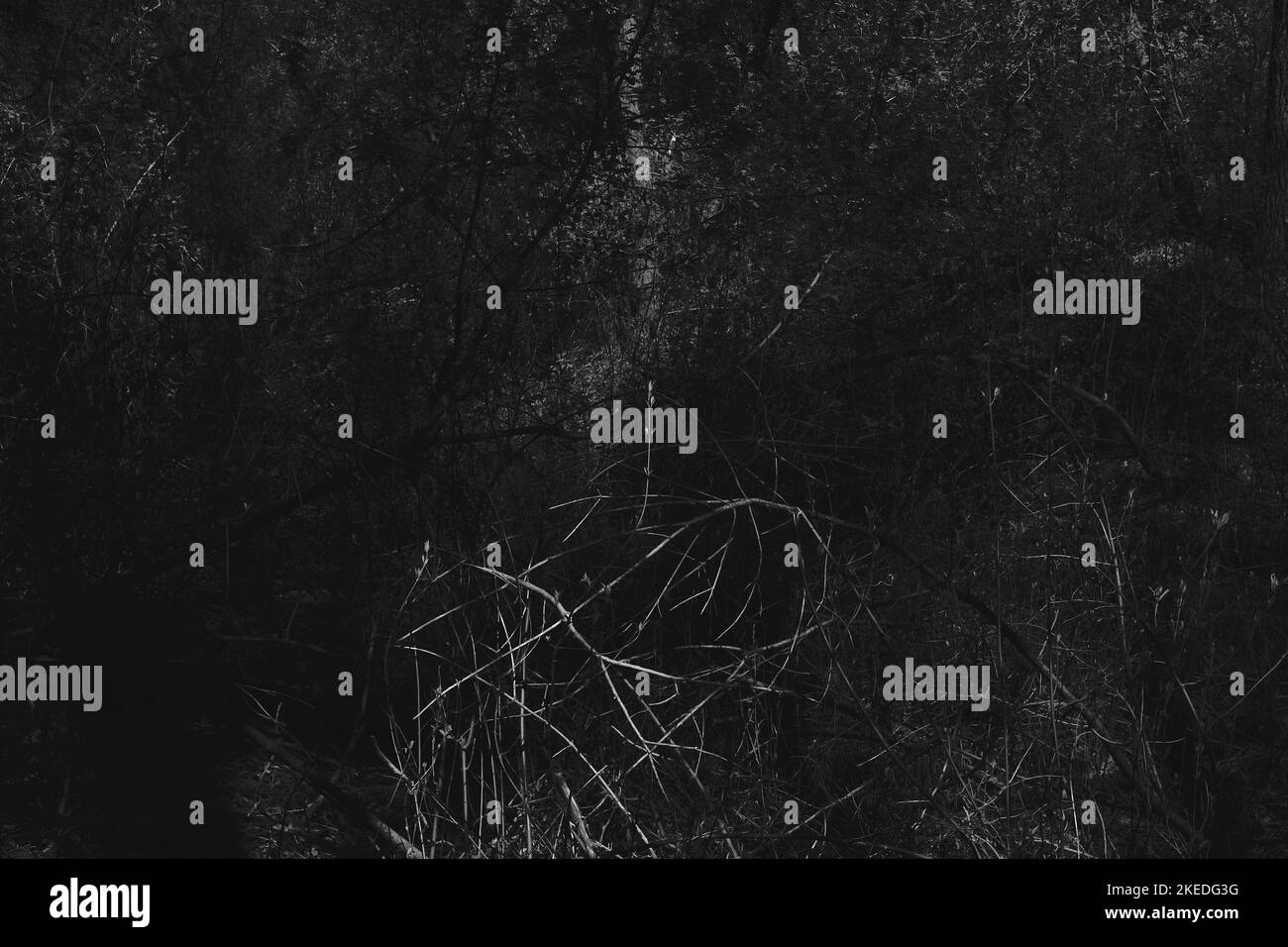 Black metal forest, foggy dark spooky forest, dark horror atmosphere ...