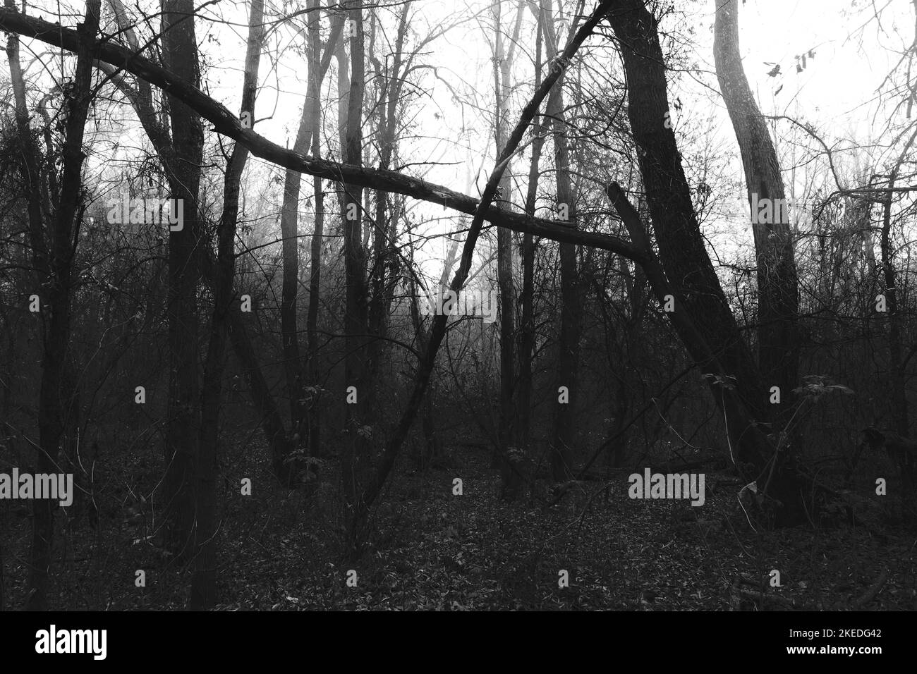 Dark foggy forest atmosphere, gloomy woods, black metal forest ...