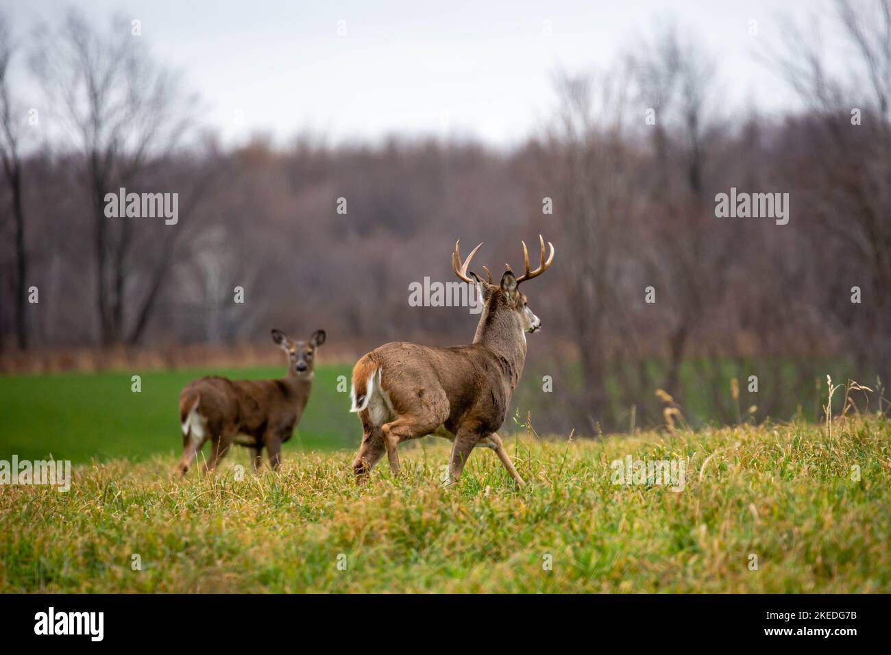 White-tailed deer buck (odocoileus virginianus) chasing a doe during ...