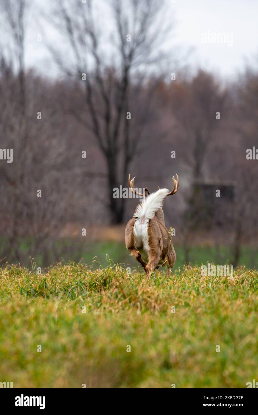 White-tailed deer buck (odocoileus virginianus) running away with tail ...