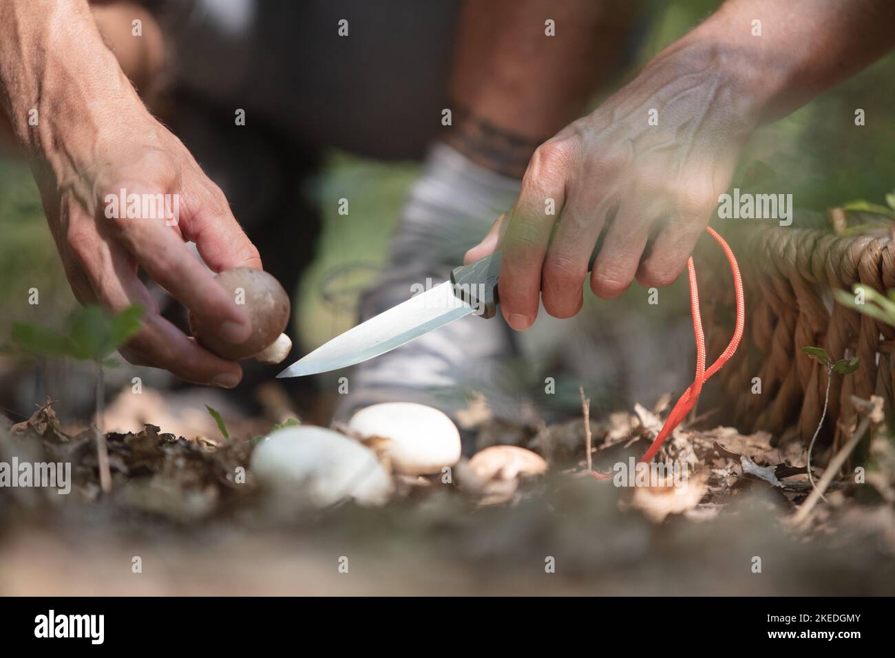Starting fire firesteel hi-res stock photography and images - Alamy