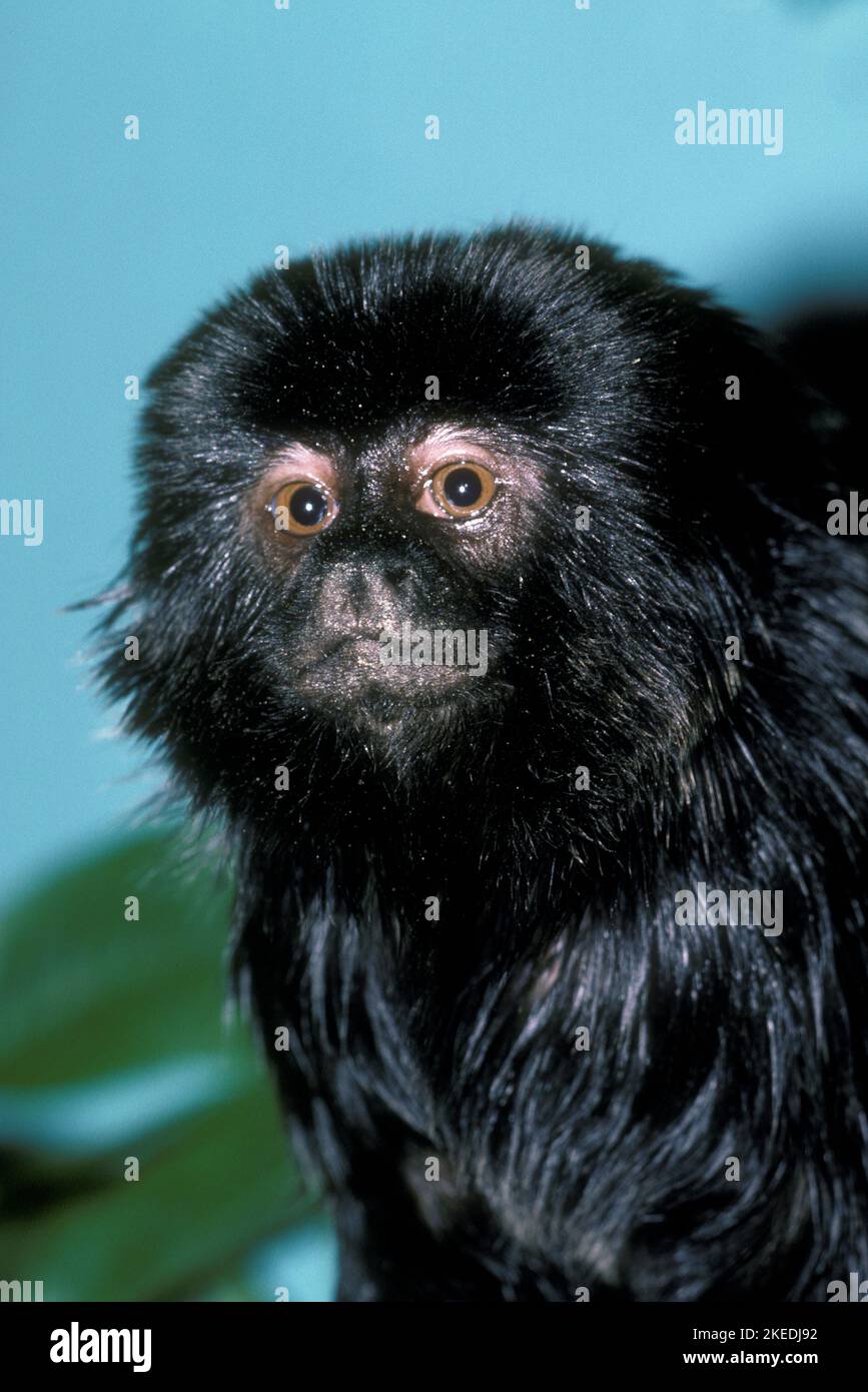 Goeldis monkey callimico goeldii hi-res stock photography and images ...