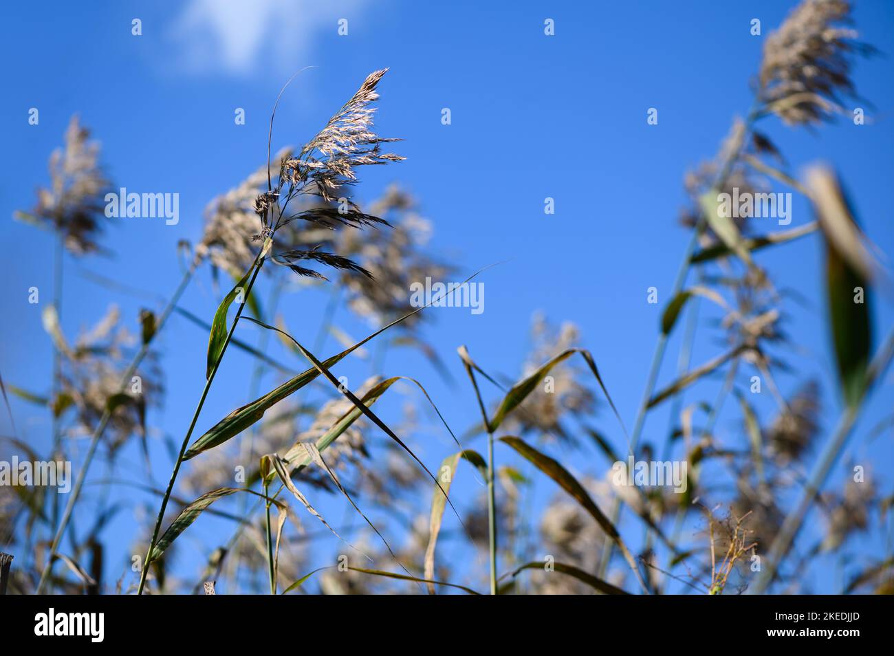 Ears of reed on blue sky background Stock Photo - Alamy