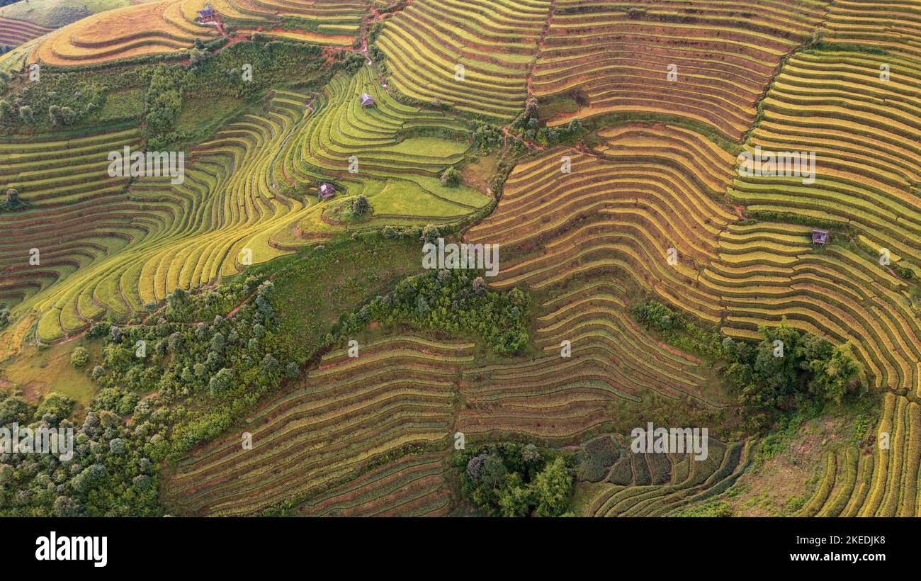 Rice fields on terraced of Mu Cang Chai, YenBai, Vietnam. Rice fields ...