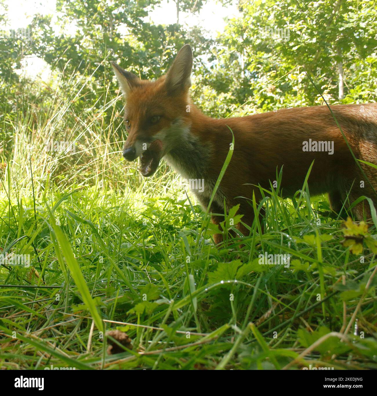 Red fox photographs hi-res stock photography and images - Alamy
