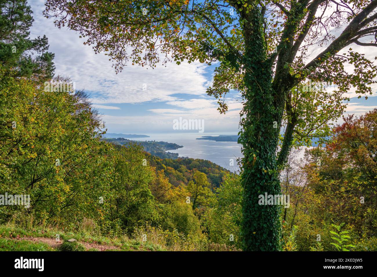 Vision tree panoramic view hi-res stock photography and images - Alamy