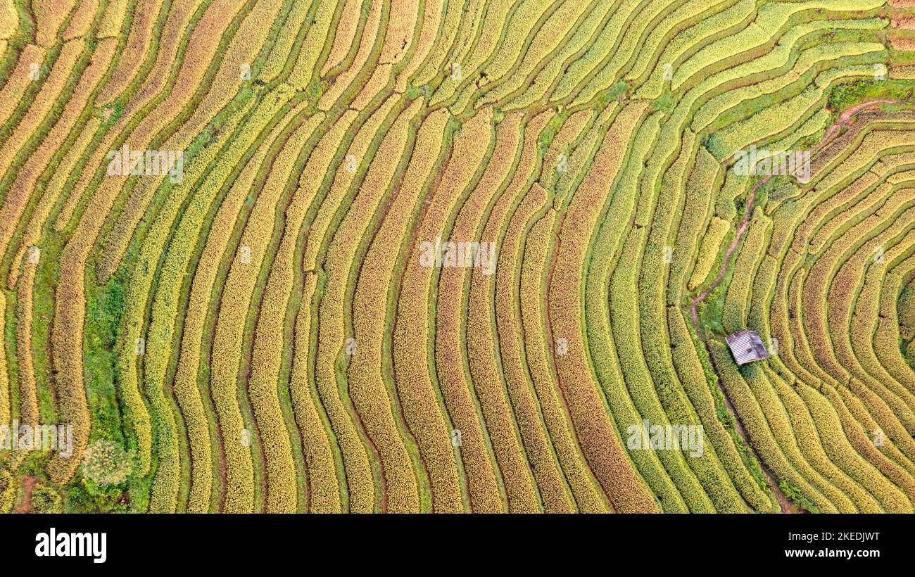 Rice fields on terraced of Mu Cang Chai, YenBai, Vietnam. Rice fields ...