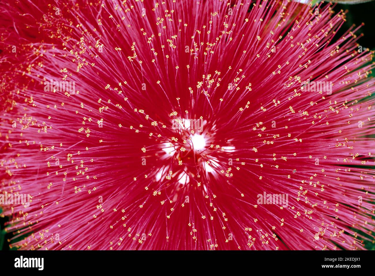 Powder Puff flower, Calliandra haematocephala Stock Photo - Alamy