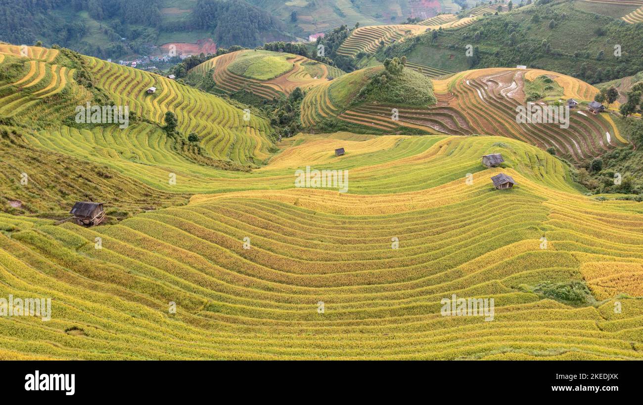 Rice fields on terraced of Mu Cang Chai, YenBai, Vietnam. Rice fields ...