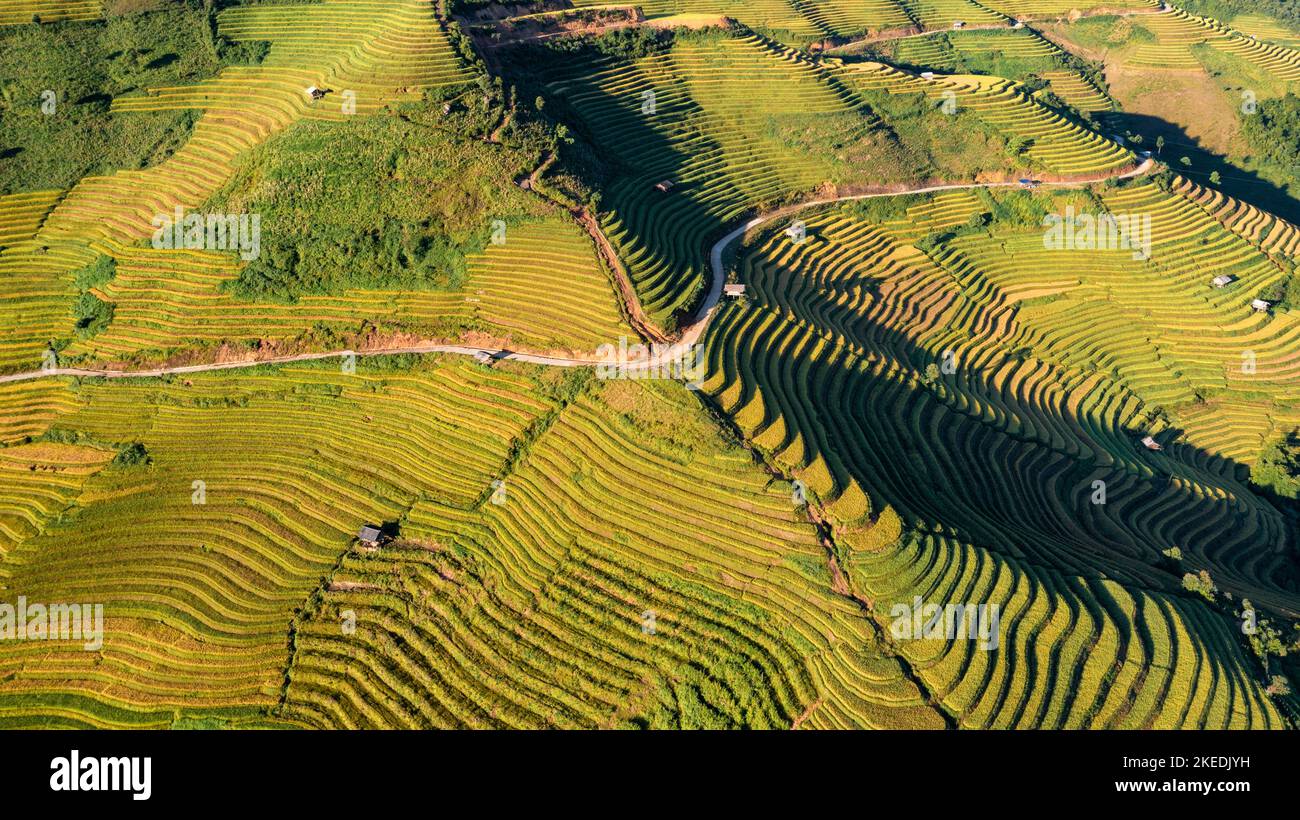 Rice fields on terraced of Mu Cang Chai, YenBai, Vietnam. Rice fields ...