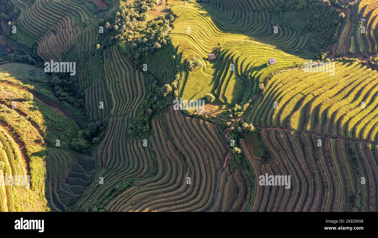 Rice fields on terraced of Mu Cang Chai, YenBai, Vietnam. Rice fields ...