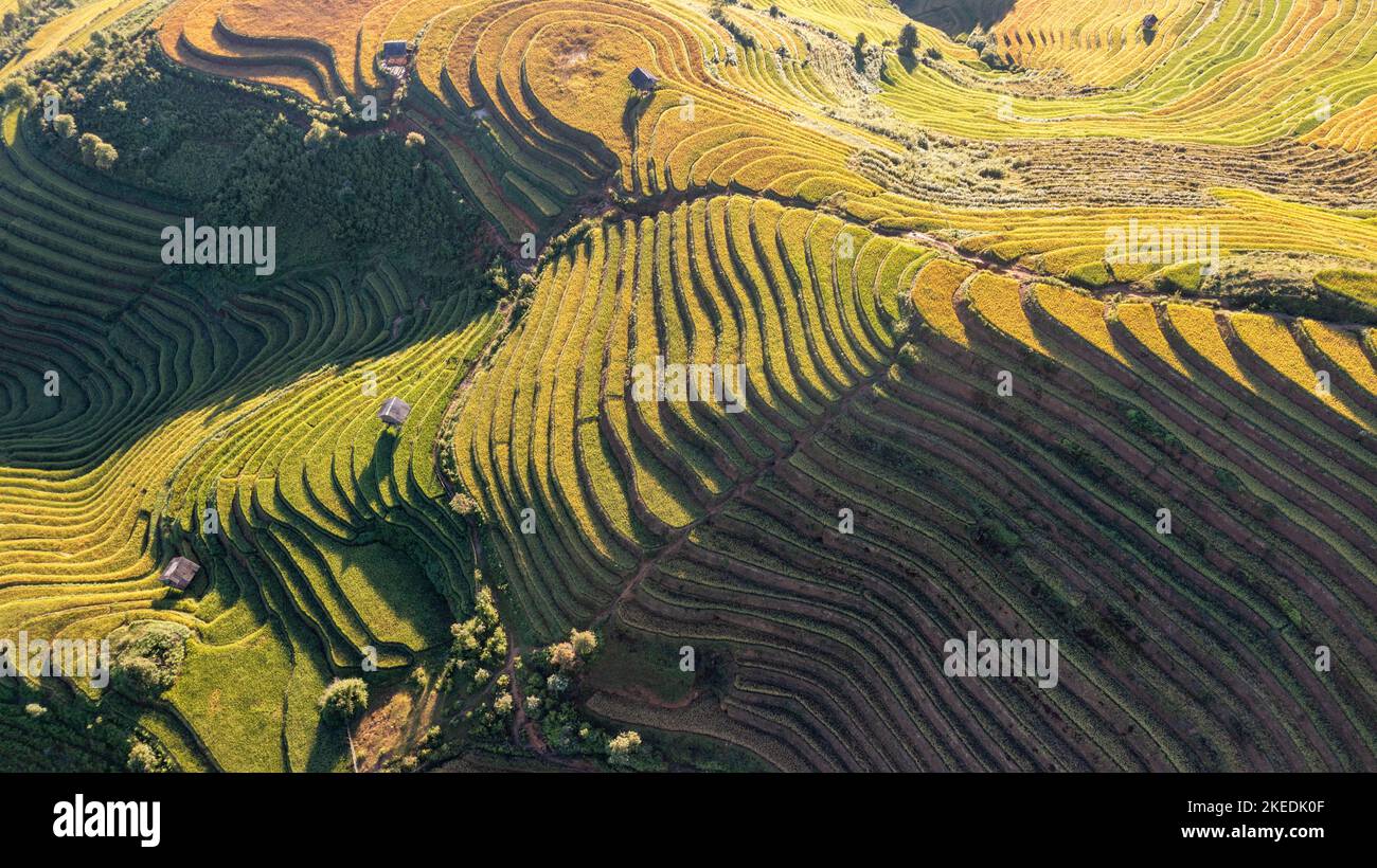 Rice fields on terraced of Mu Cang Chai, YenBai, Vietnam. Rice fields ...