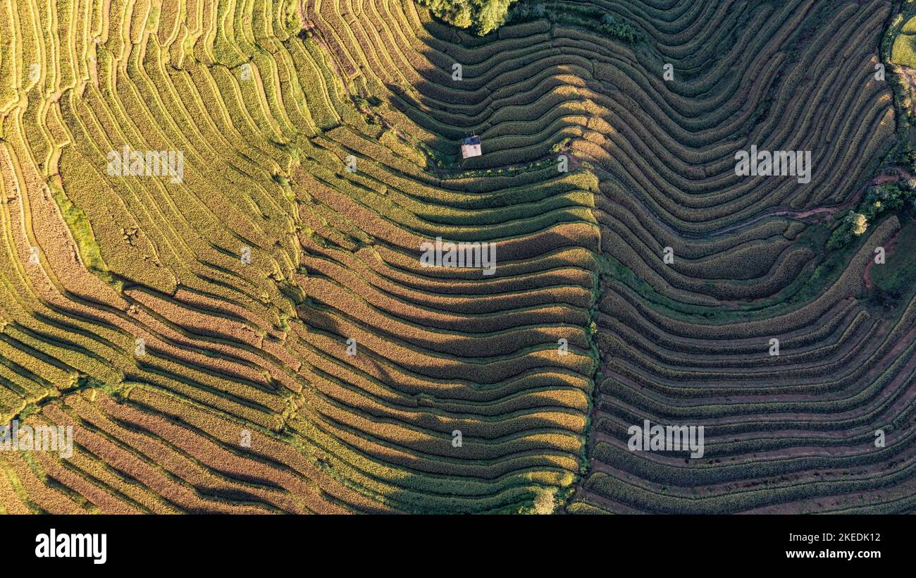 Rice fields on terraced of Mu Cang Chai, YenBai, Vietnam. Rice fields ...