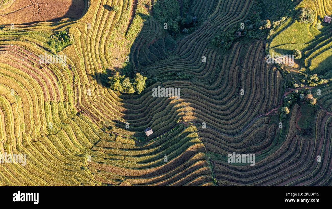 Rice fields on terraced of Mu Cang Chai, YenBai, Vietnam. Rice fields ...