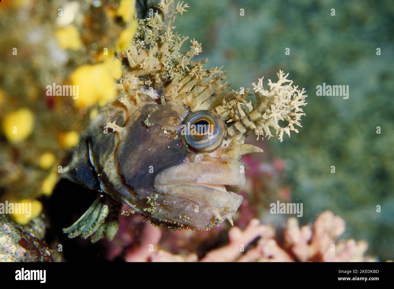 Decorated warbonnet fish hi-res stock photography and images - Alamy