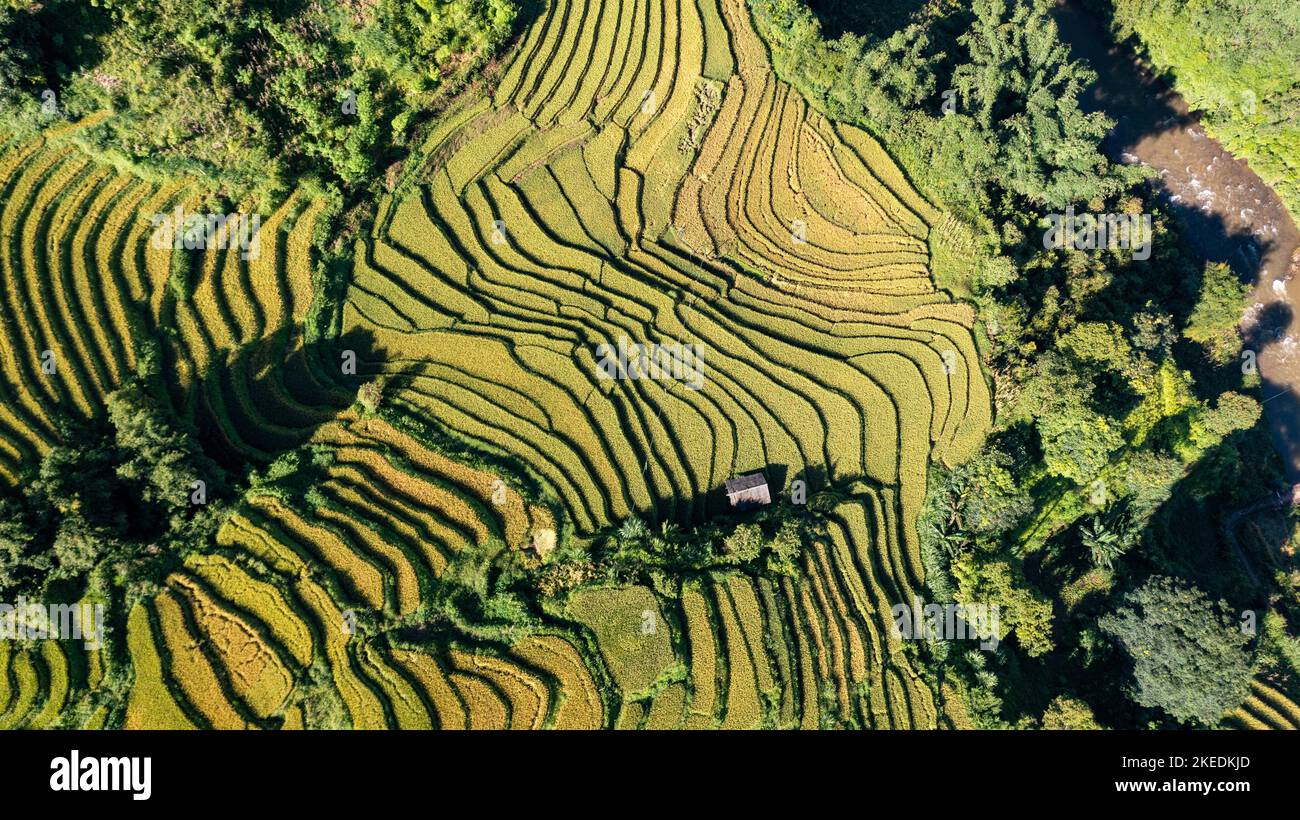 Rice fields on terraced of Mu Cang Chai, YenBai, Vietnam. Rice fields ...