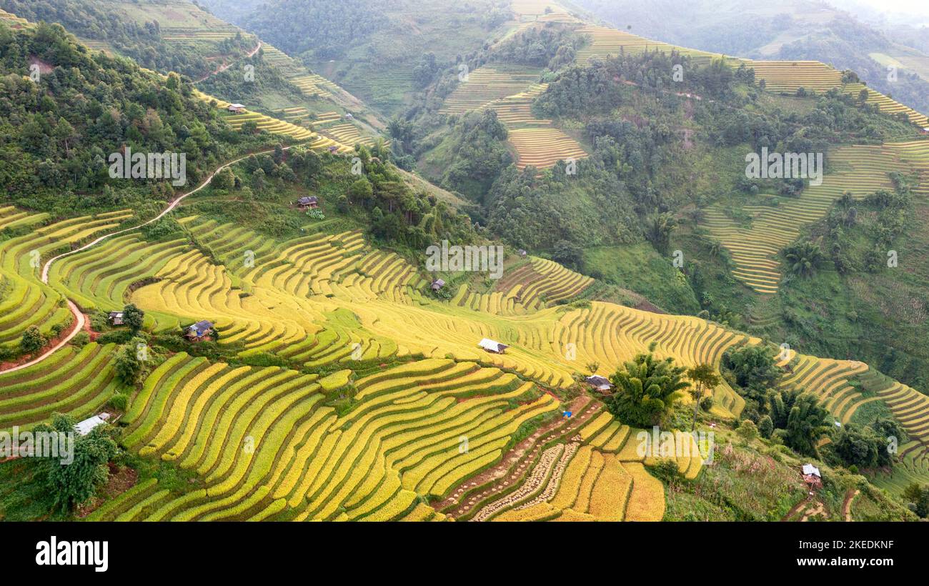 Rice fields on terraced of Mu Cang Chai, YenBai, Vietnam. Rice fields ...