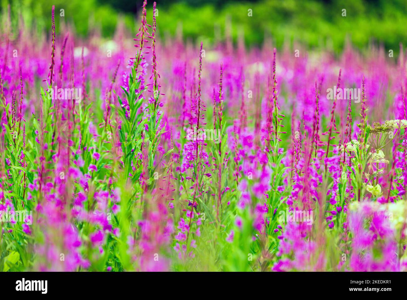 Fireweed; Chamaenerion angustifolium; Eveline State Recreation Park; Homer; Alaska; USA Stock ...