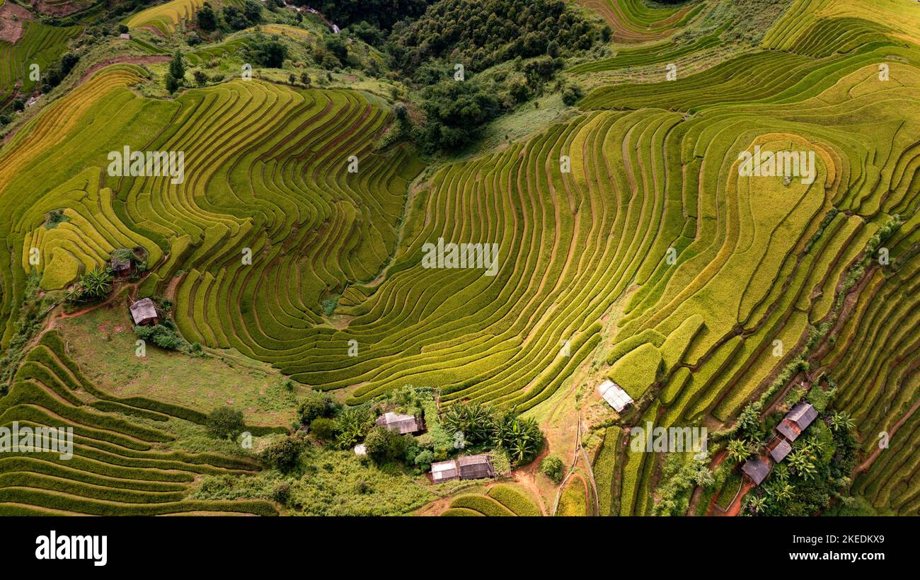 Rice fields on terraced of Mu Cang Chai, YenBai, Vietnam. Rice fields ...