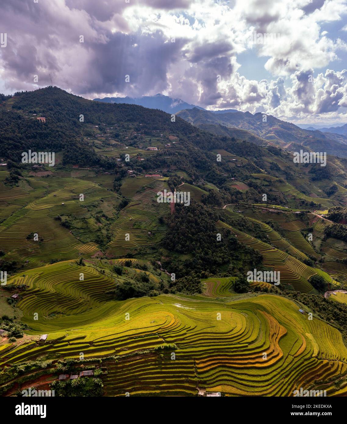 Rice fields on terraced of Mu Cang Chai, YenBai, Vietnam. Rice fields ...