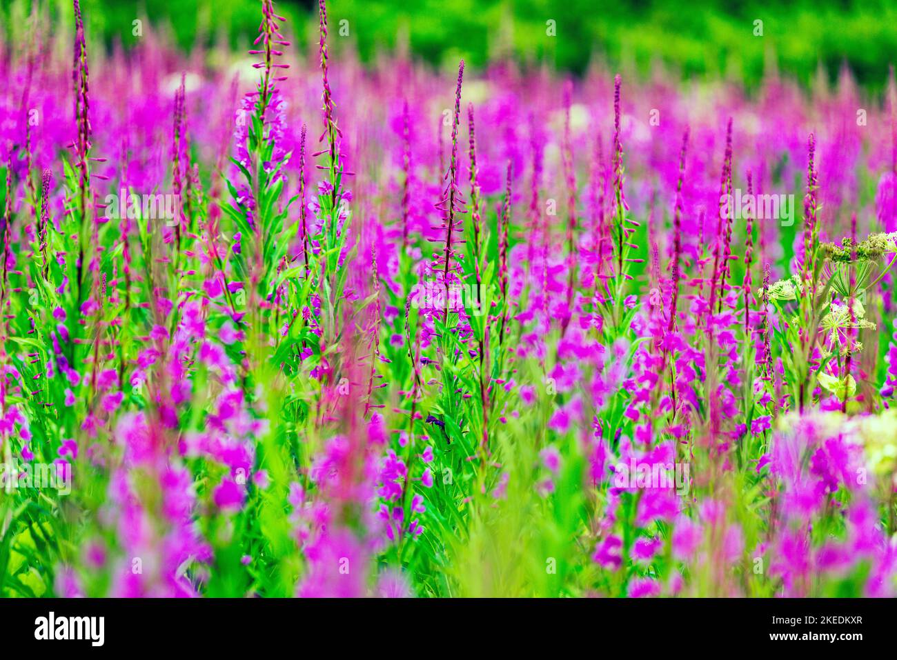 Fireweed; Chamaenerion angustifolium; Eveline State Recreation Park; Homer; Alaska; USA Stock ...