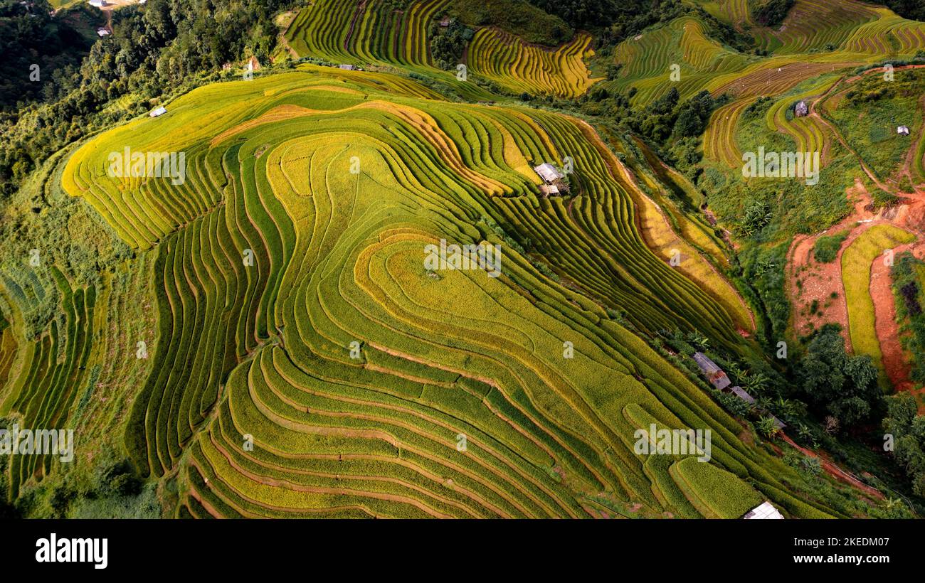 Rice fields on terraced of Mu Cang Chai, YenBai, Vietnam. Rice fields ...
